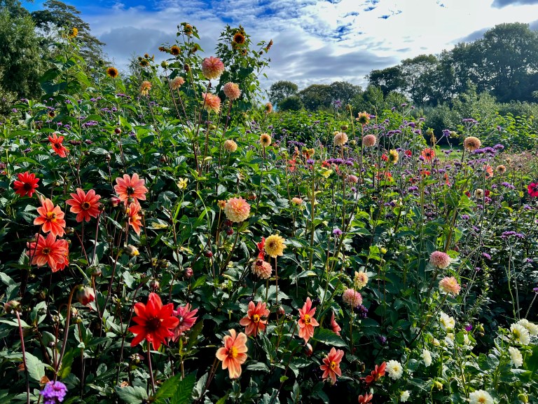 What do we mean by ‘Regenerative’? – Regenerative Learning Network